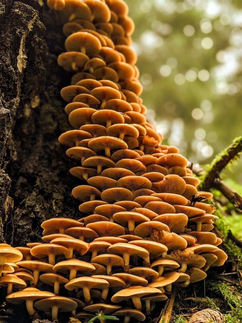 A Complete Guide to Mushroom Growing on Trees + Spores