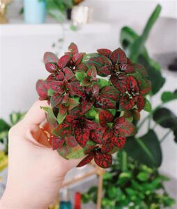 Top 5 Angel Plant Varieties and How to Grow Them Indoors