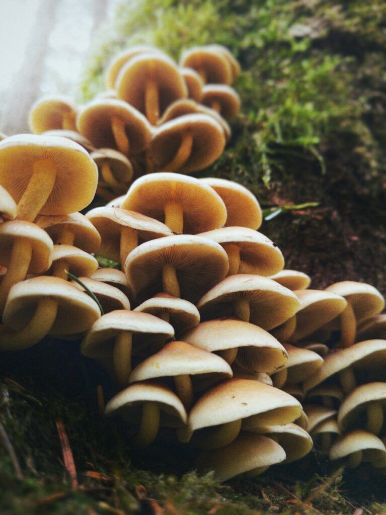 A Complete Guide to Mushroom Growing on Trees + Spores