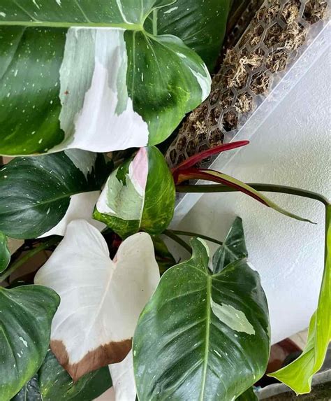 How to Grow and Propagate the White Princess Philodendron at Home