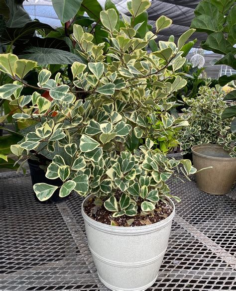 Ficus Triangularis: The Ultimate Guide to Growing and Styling