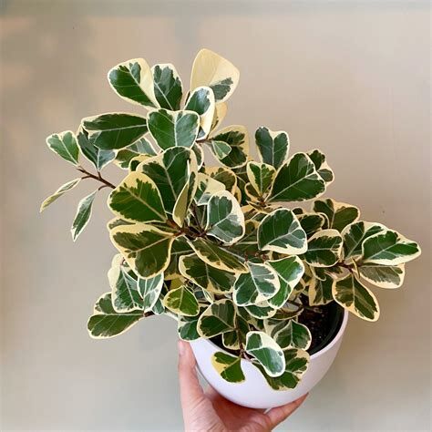 Ficus Triangularis: The Ultimate Guide to Growing and Styling