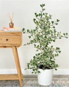 Ficus Triangularis: The Ultimate Guide to Growing and Styling