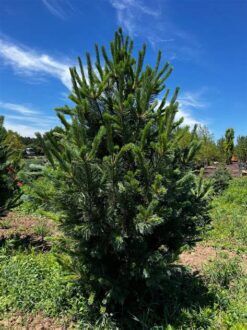 Vanderwolf Pine: The Ultimate Guide to Planting & Care